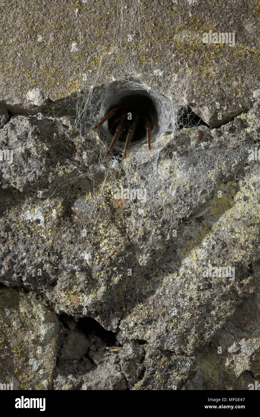 SPIDER at entrance of tunnel Segestria florentina Segestriidae UK Stock ...