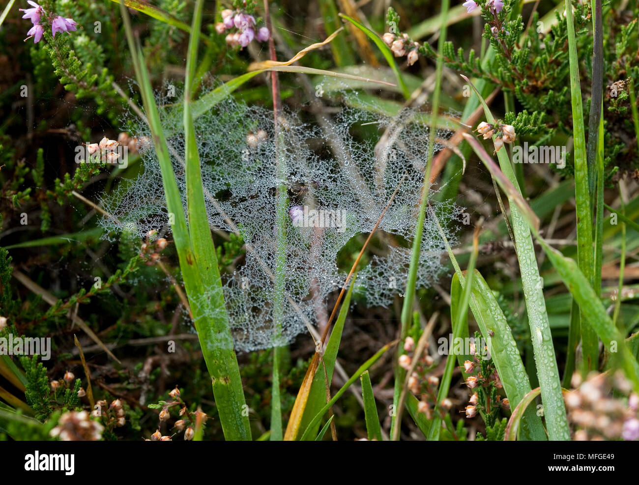 WEB of LINYPHIID SPIDER UK Stock Photo - Alamy