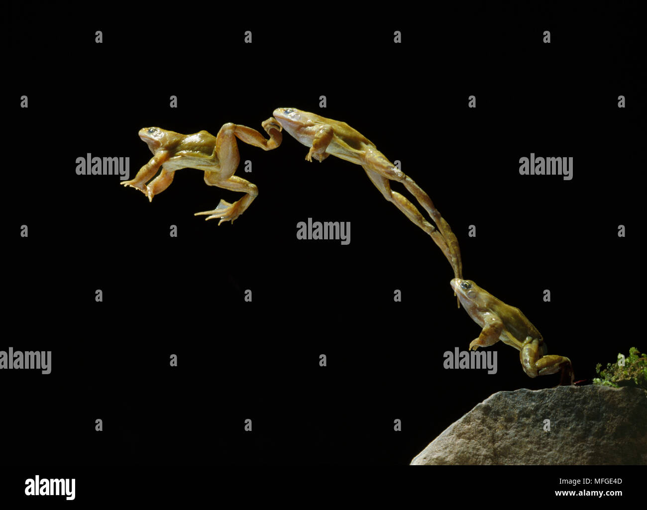 Frog jumping sequence hi-res stock photography and images - Alamy