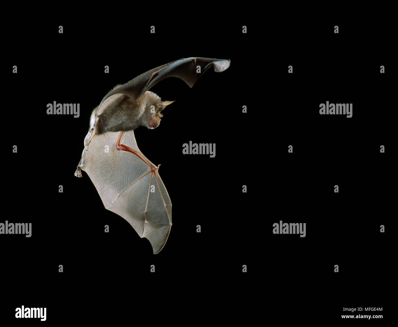 GREATER HORSESHOE BAT in flight Rhinolophus ferrum-equinum UK Stock ...