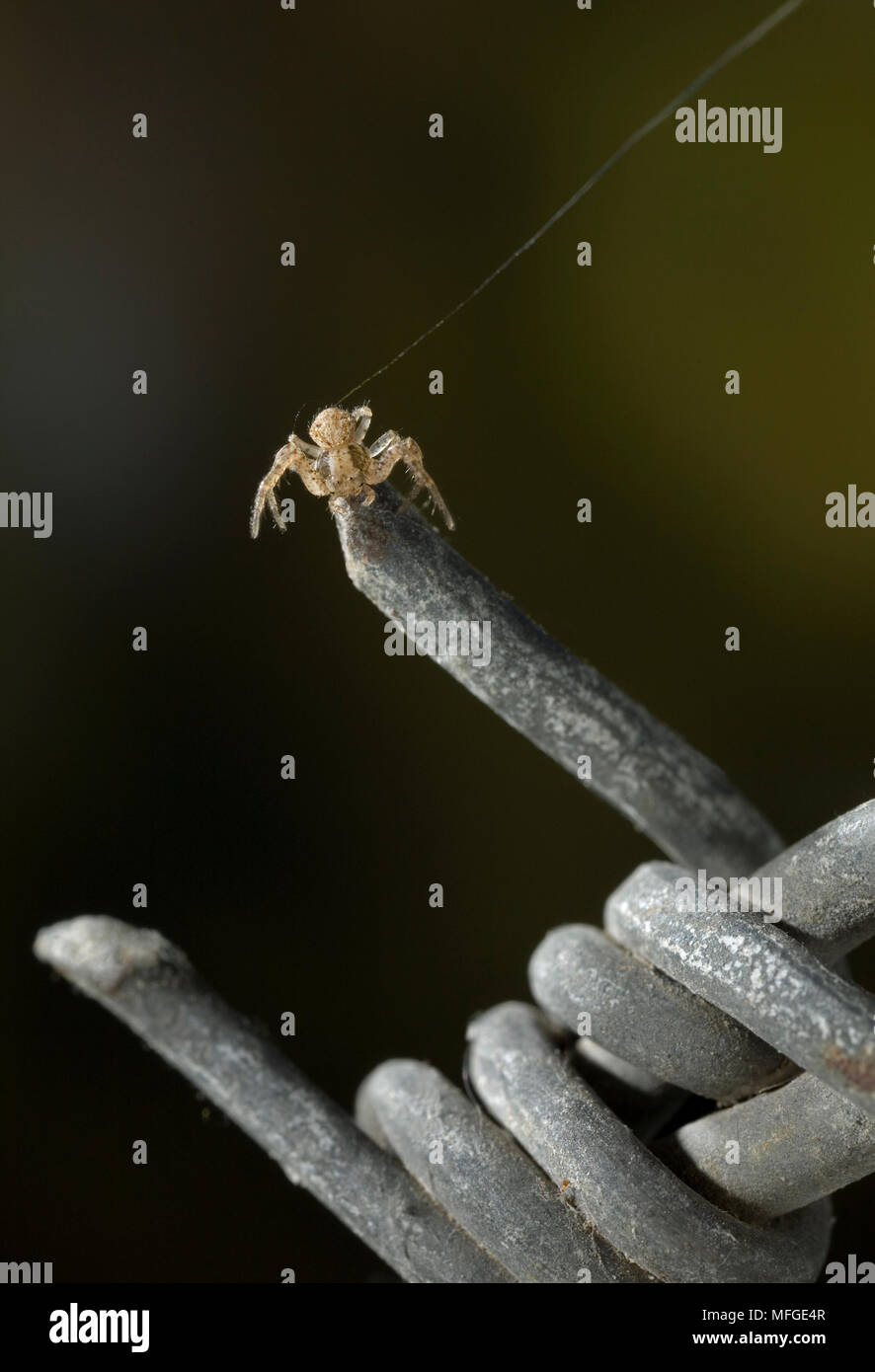 Ballooning spider europe hi-res stock photography and images - Alamy