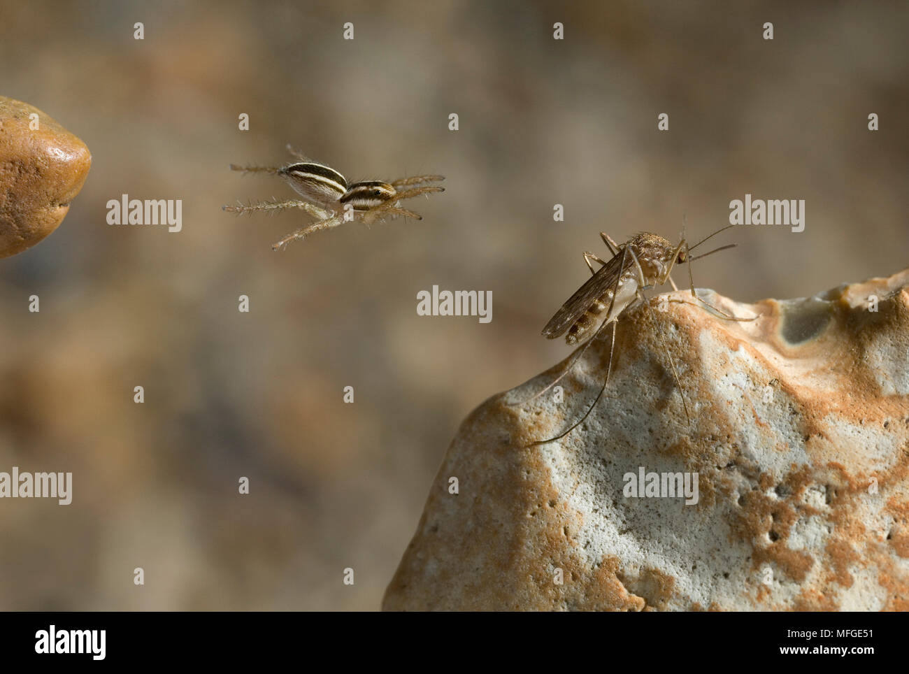 JUMPING SPIDER (Phlegra fasciata) immature leaping at mosquito (No4 ...