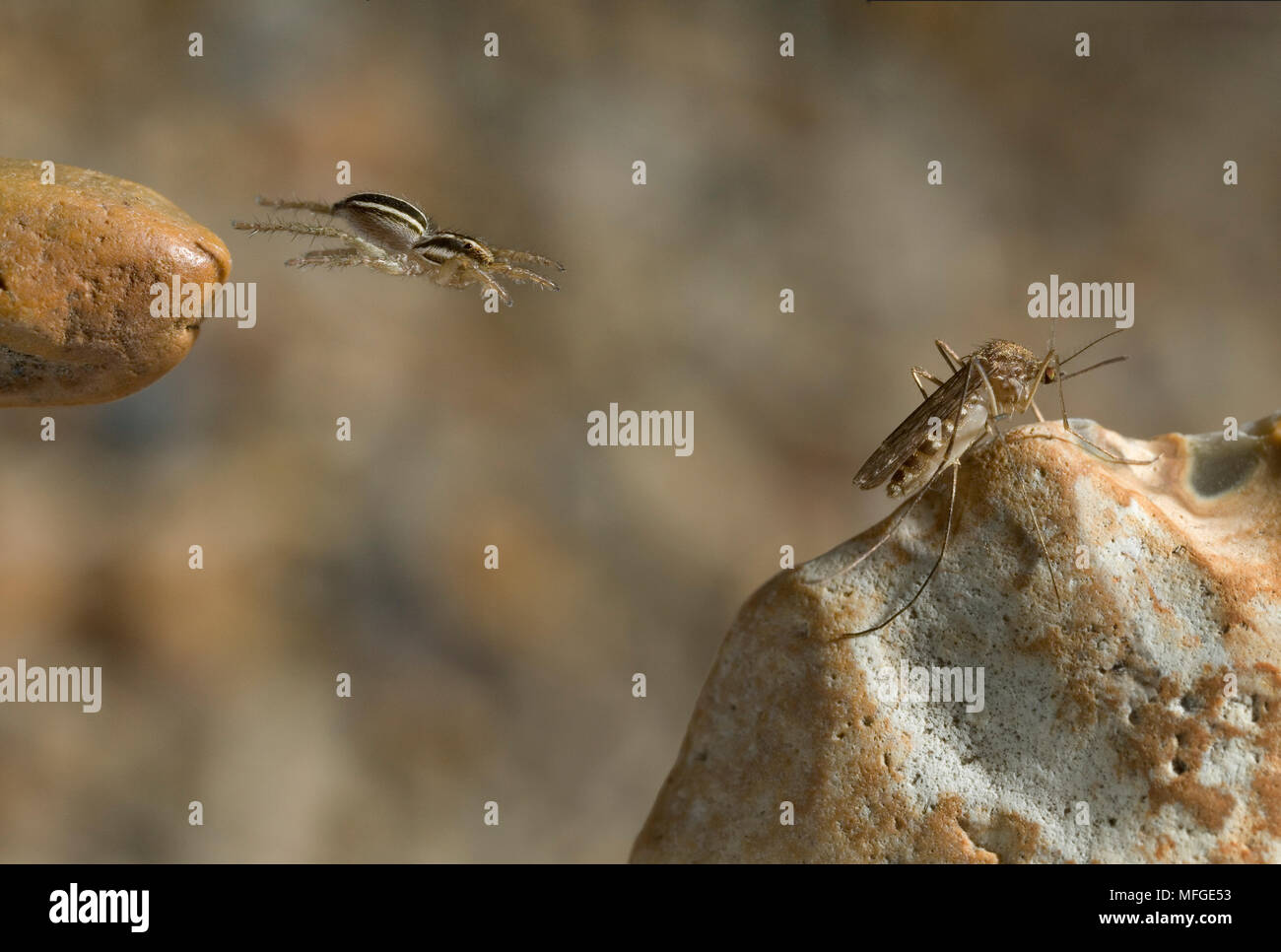 Jumping spider phlegra fasciata hi-res stock photography and images - Alamy