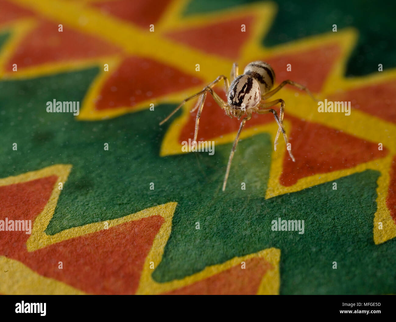 SPITTING SPIDER (Scytodes thoracica) SCYTODIDAE Stock Photo - Alamy