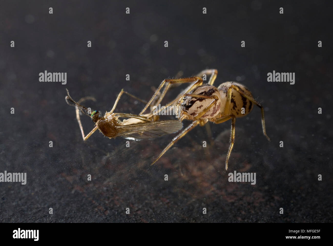 SPITTING SPIDER (Scytodes thoracica) hunting mosquito on glazed surface ...