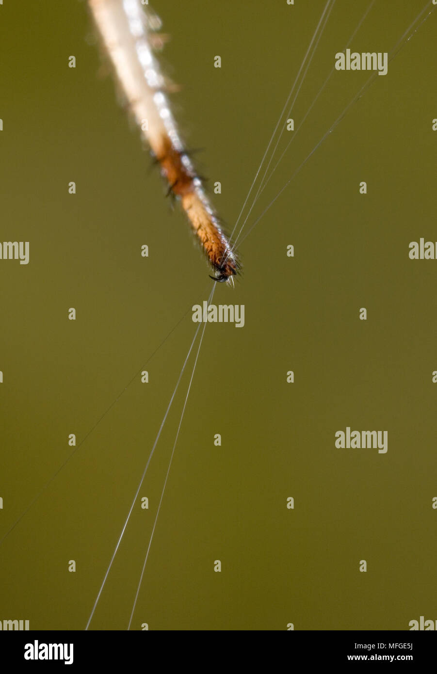 3 claws hi-res stock photography and images - Alamy