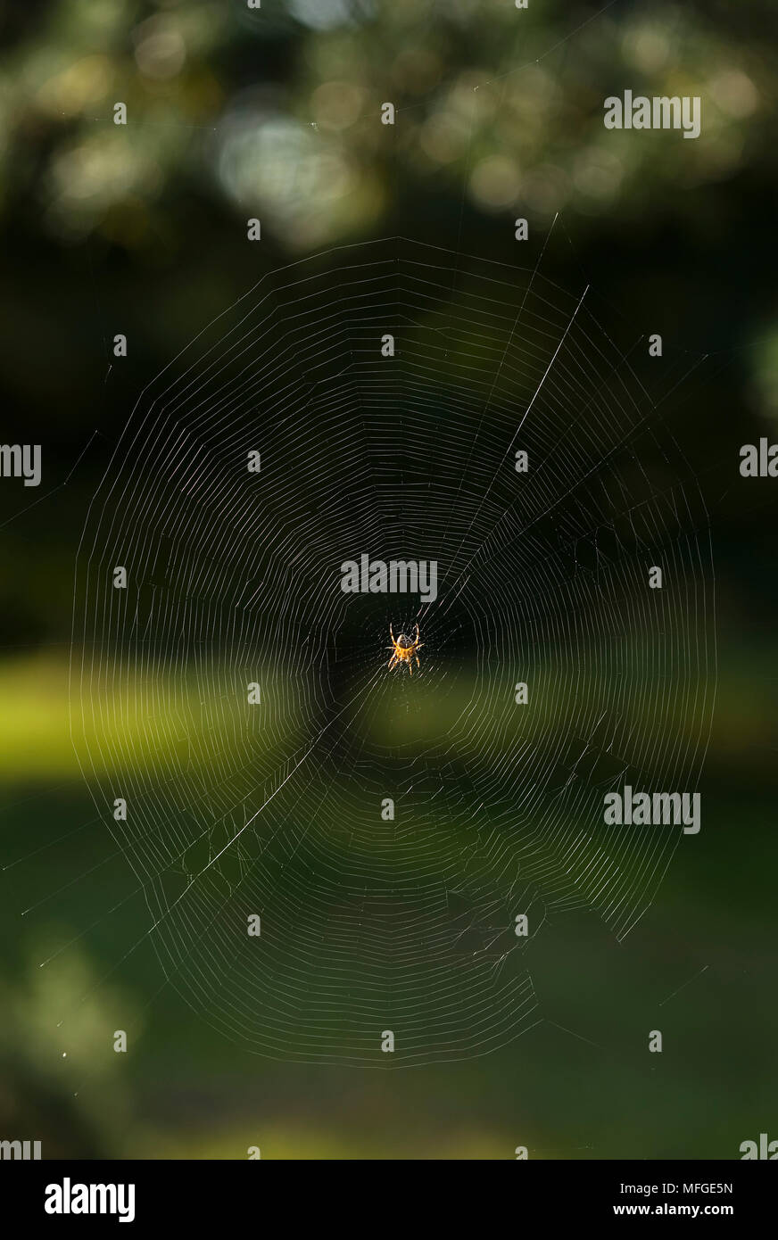 GARDEN SPIDER (Araneus diadematus) orb web ARANEIDAE Stock Photo - Alamy