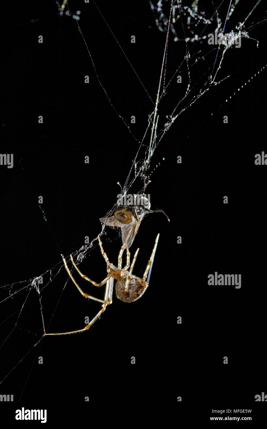 American house spider arachaearanea 01 hi-res stock photography and ...