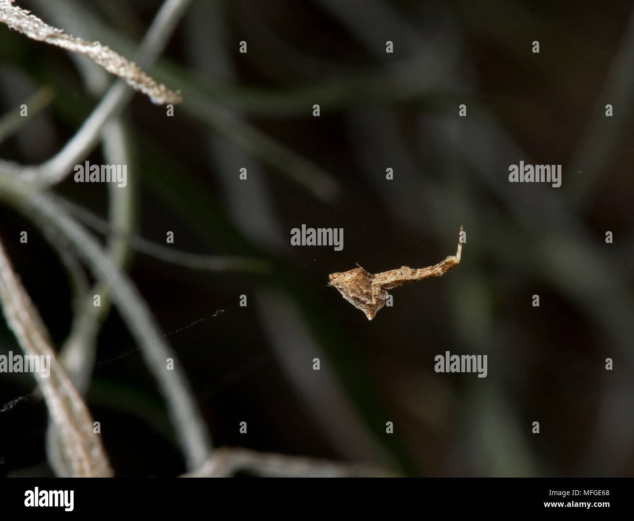 Uloborus hi-res stock photography and images - Alamy