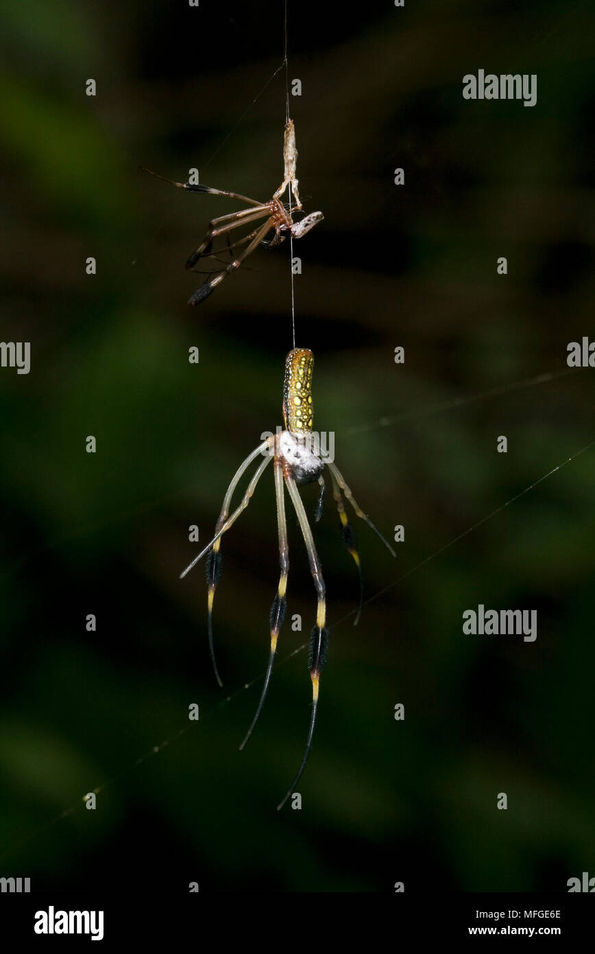 GOLDEN ORB SPIDER (Nephila sp.) shedding skin, Costa Rica Stock Photo ...