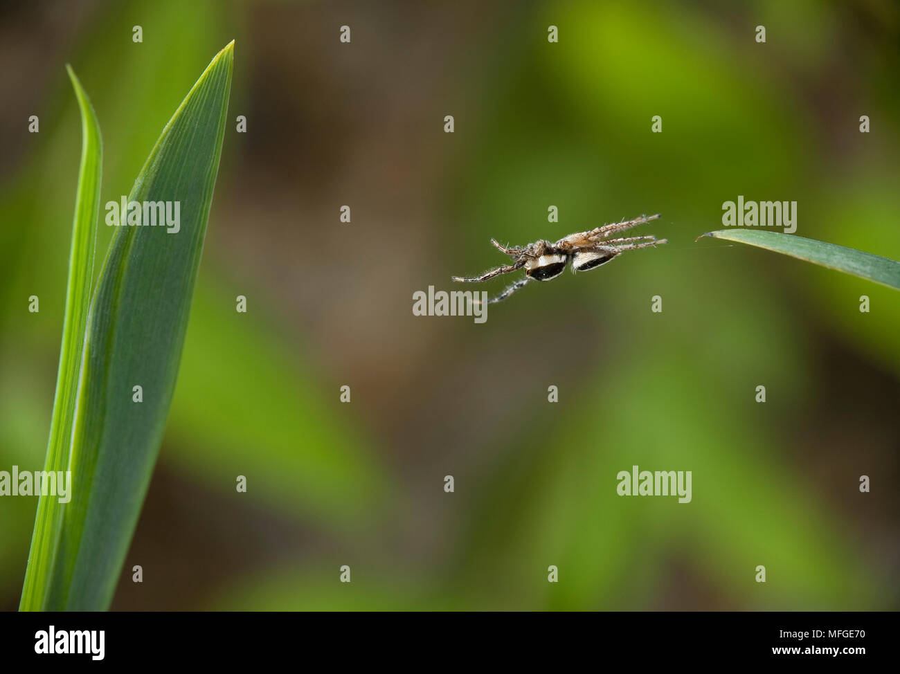 PANTROPICAL JUMPING SPIDER (Plexippus paykulli) Costa Rica Stock Photo ...