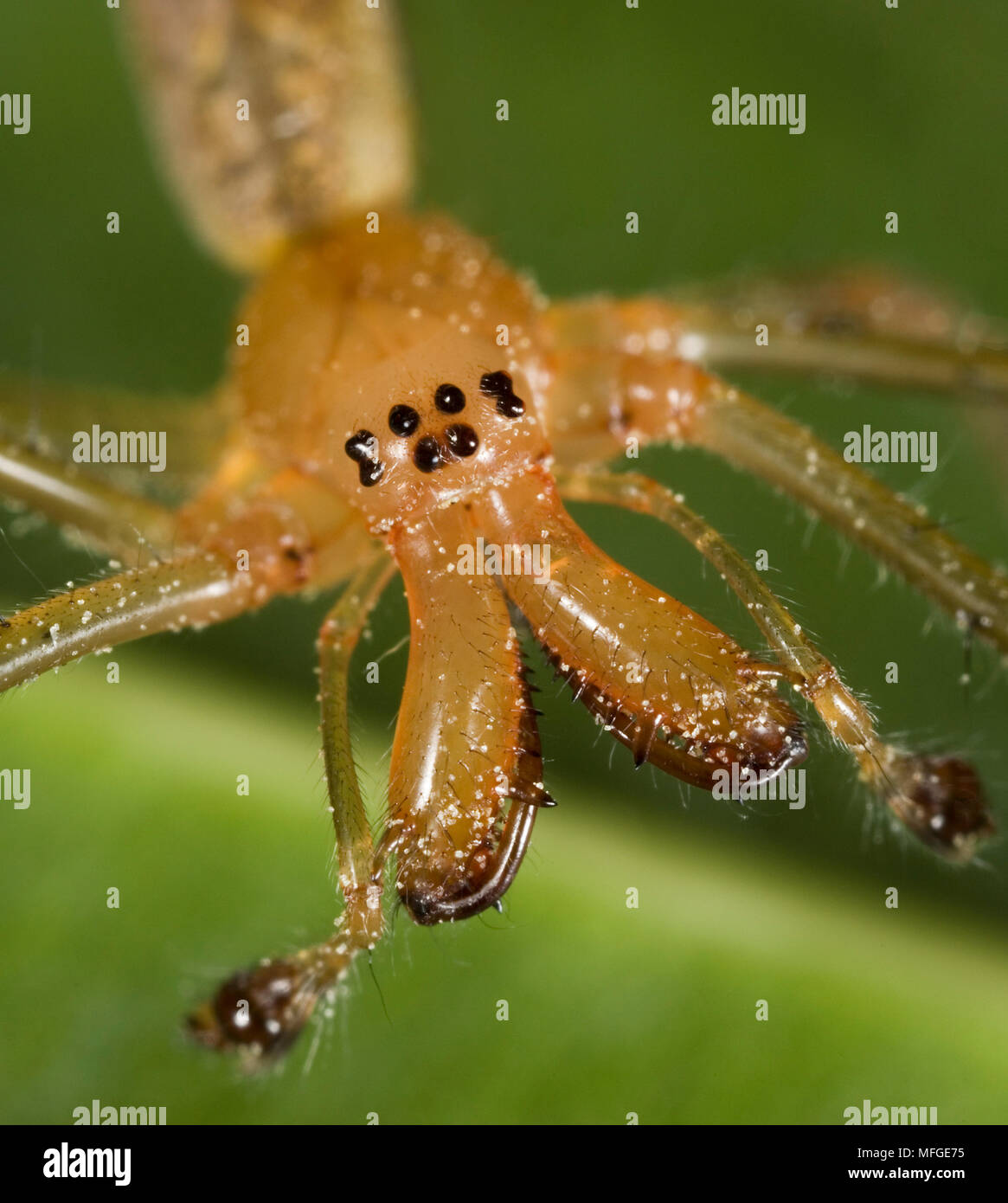 LONG-JAWED SPIDER (Tetragnatha extensa) closeup showing enlarged ...