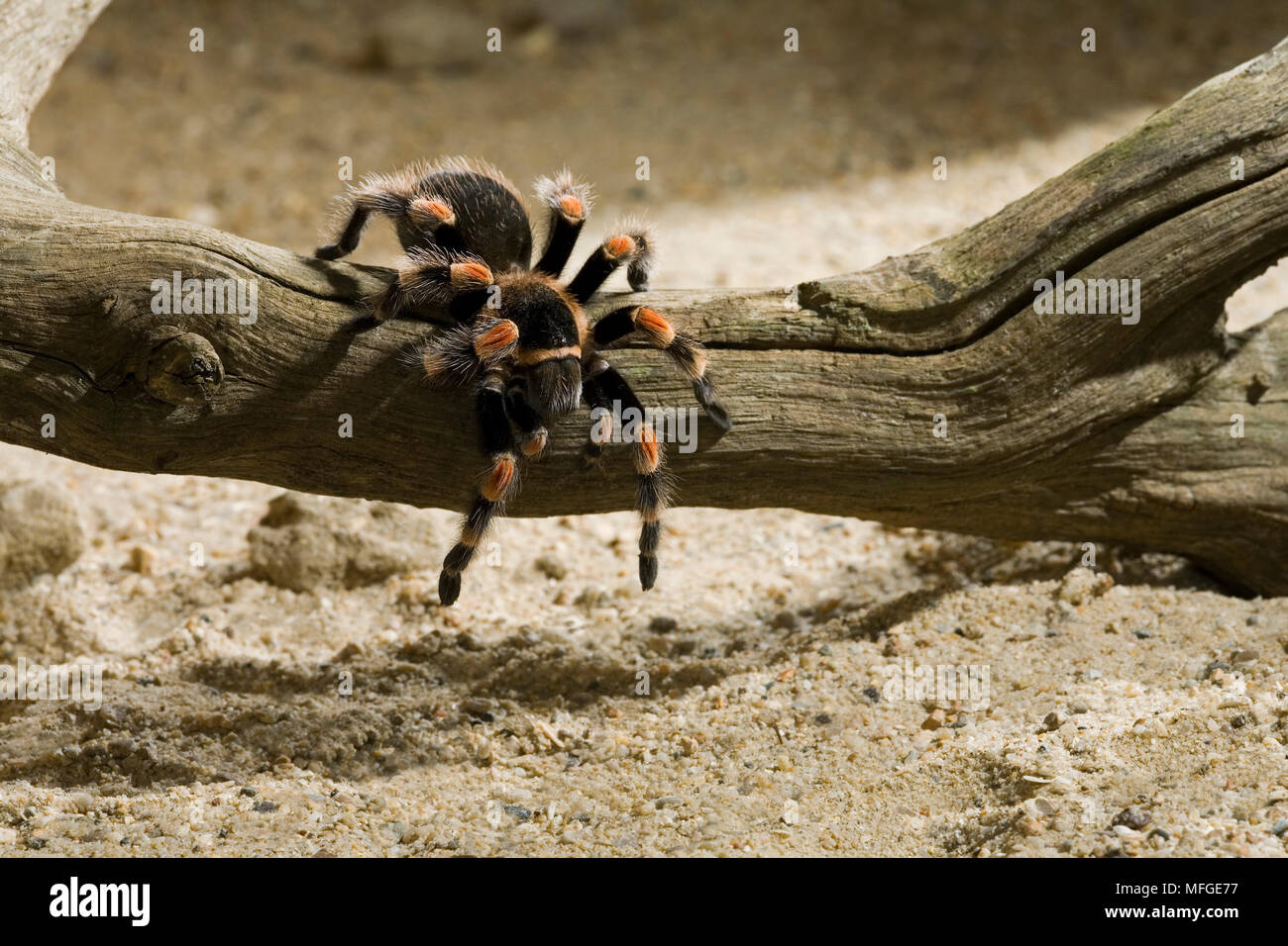 MEXICAN REDKNEED TARANTULA (Brachypelma smithi) Mygalomorph spider ...