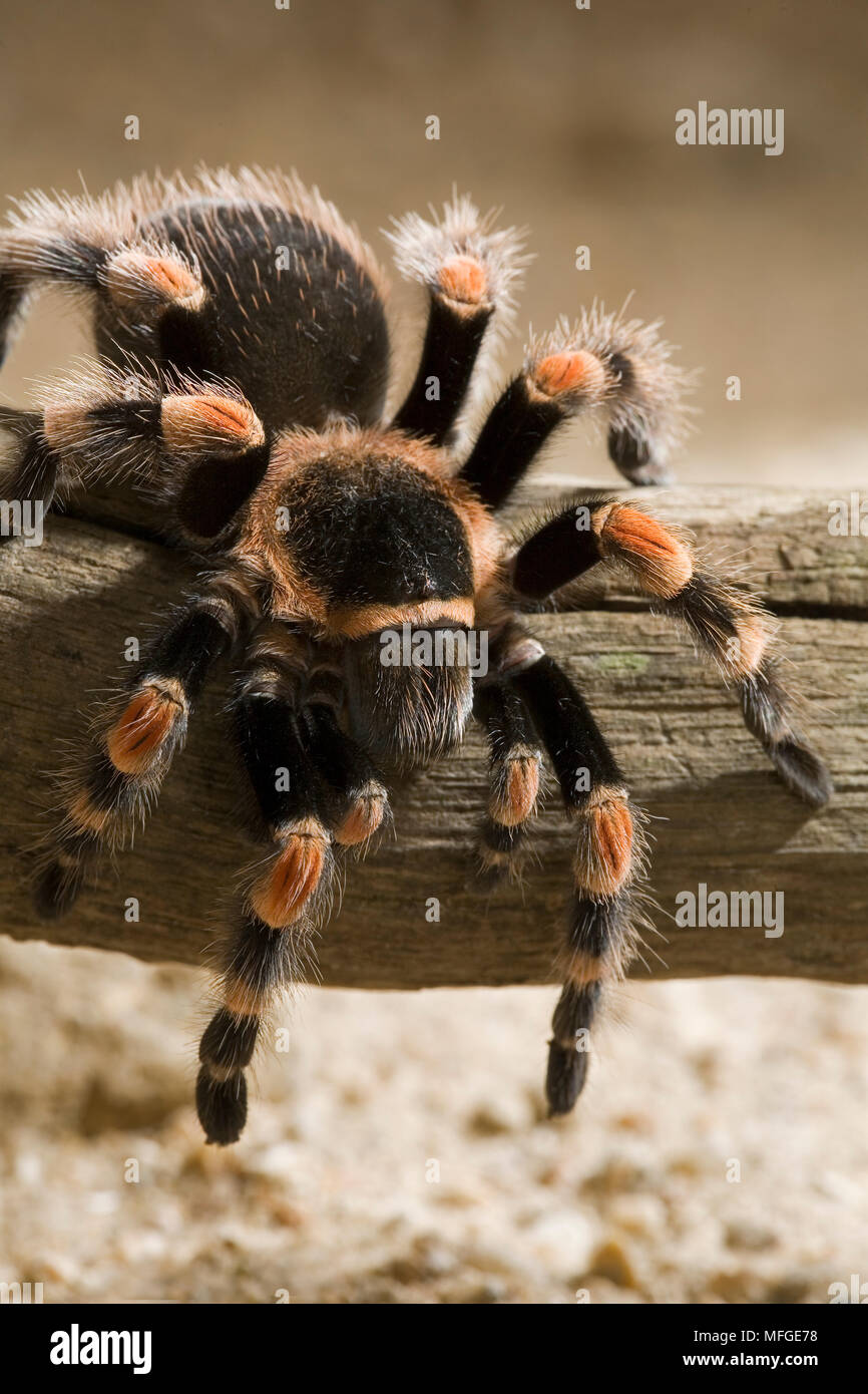 MEXICAN REDKNEED TARANTULA (Brachypelma smithi) Mygalomorph spider ...
