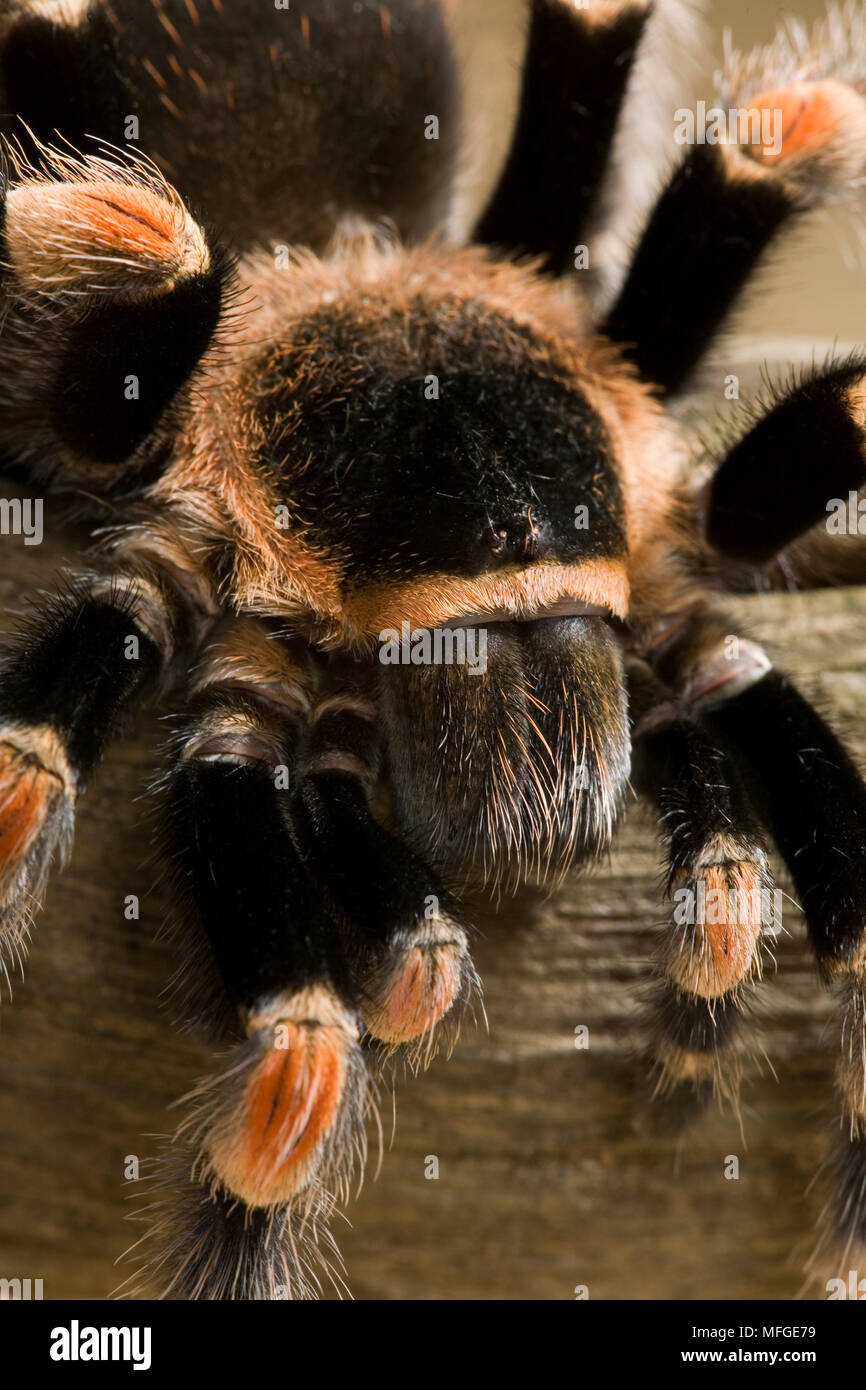 Red Knee Tarantula Eyes