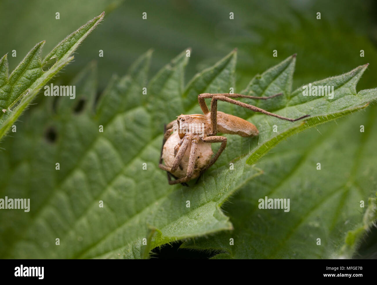 NURSERY WEB SPIDER (Pisaura mirabilis) with egg-sac PISAURIDAE Stock ...