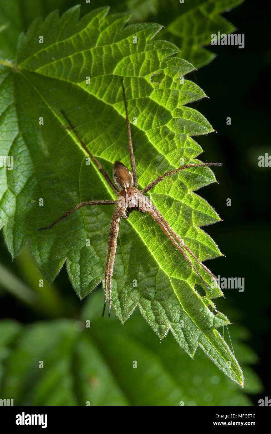 NURSERY WEB SPIDER (Pisaura mirabilis) basking PISAURIDAE Stock Photo ...