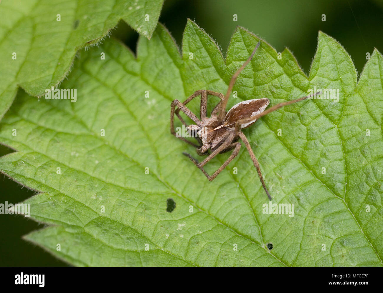 NURSERY WEB SPIDER (Pisaura mirabilis) PISAURIDAE Stock Photo - Alamy