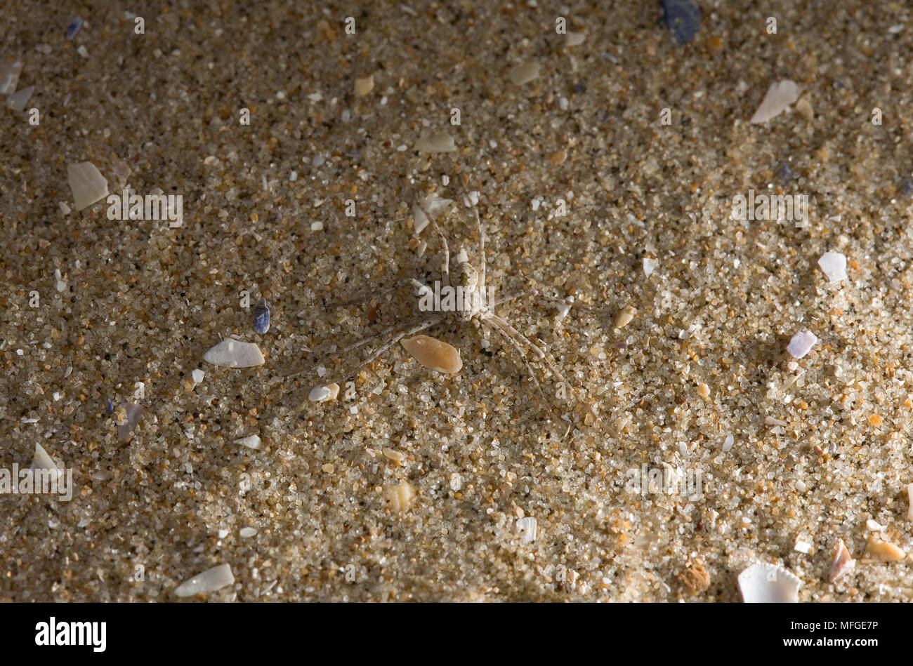 RUNNING CRAB SPIDER (Philodromus fallax) in sandune habitat ...