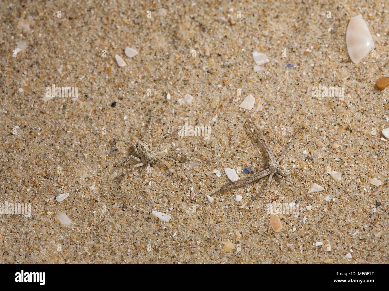 RUNNING CRAB SPIDER (Philodromus fallax) in sandune habitat ...
