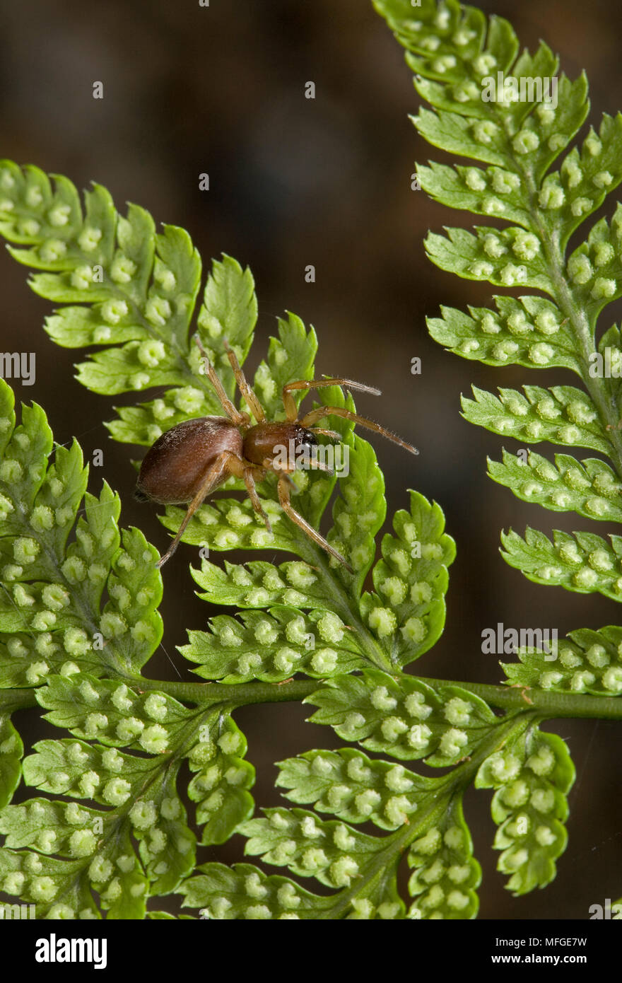 SAC or FOLIAGE SPIDER (Clubiona lutescens) CLUBIONIDAE Stock Photo - Alamy