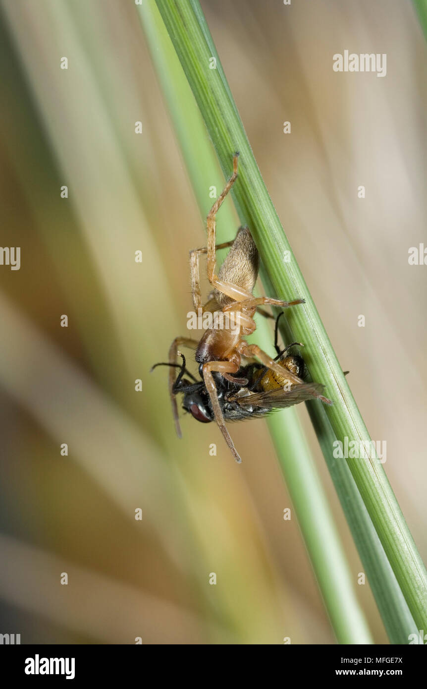 Clubionidae hi-res stock photography and images - Alamy