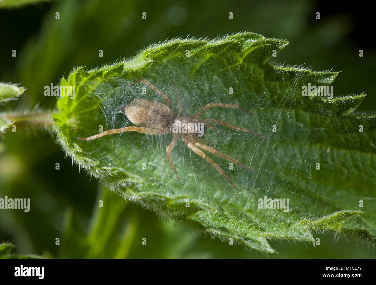 Spiders Making Webs High Resolution Stock Photography and Images - Alamy