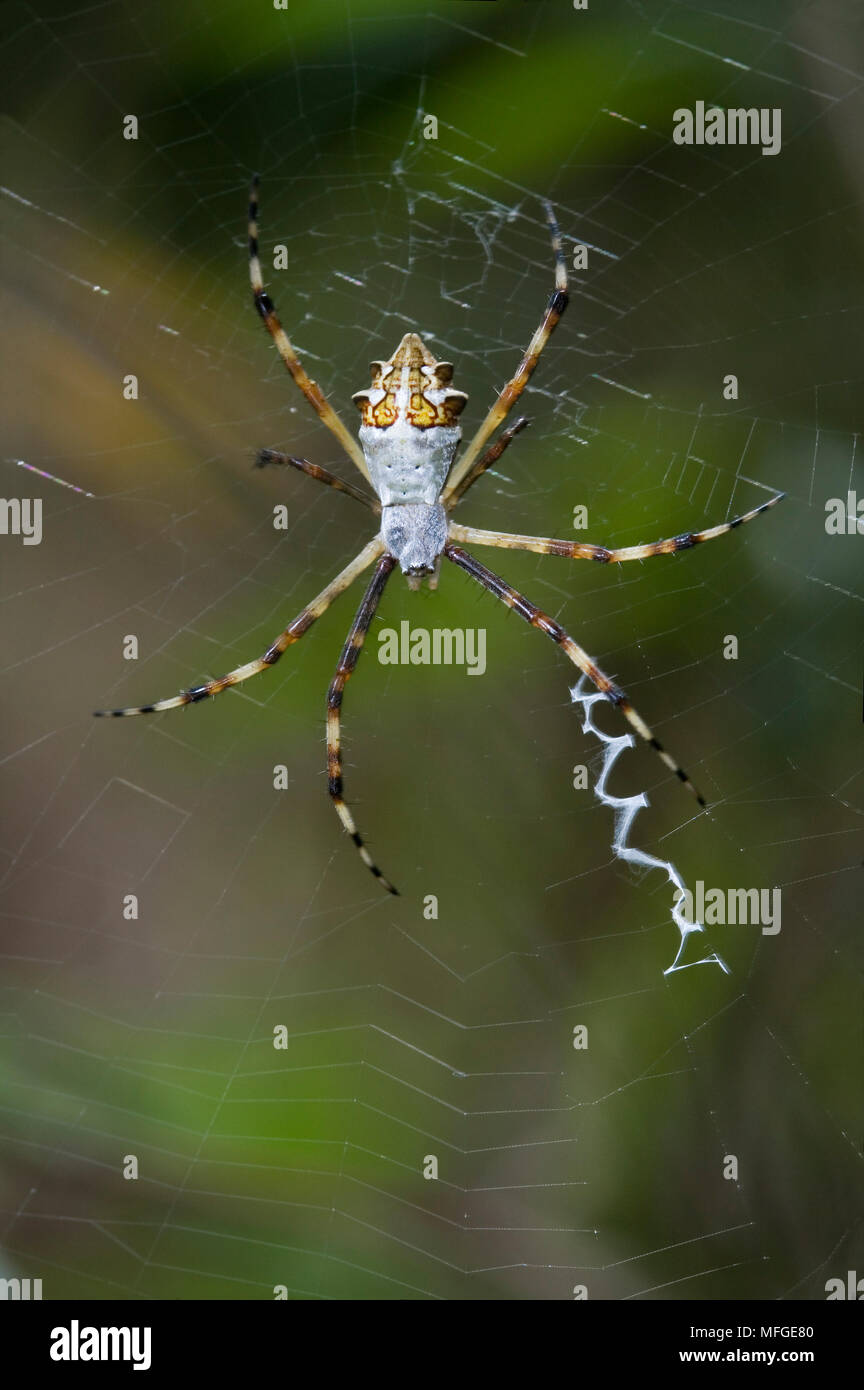 Silver spider webs hi-res stock photography and images - Alamy
