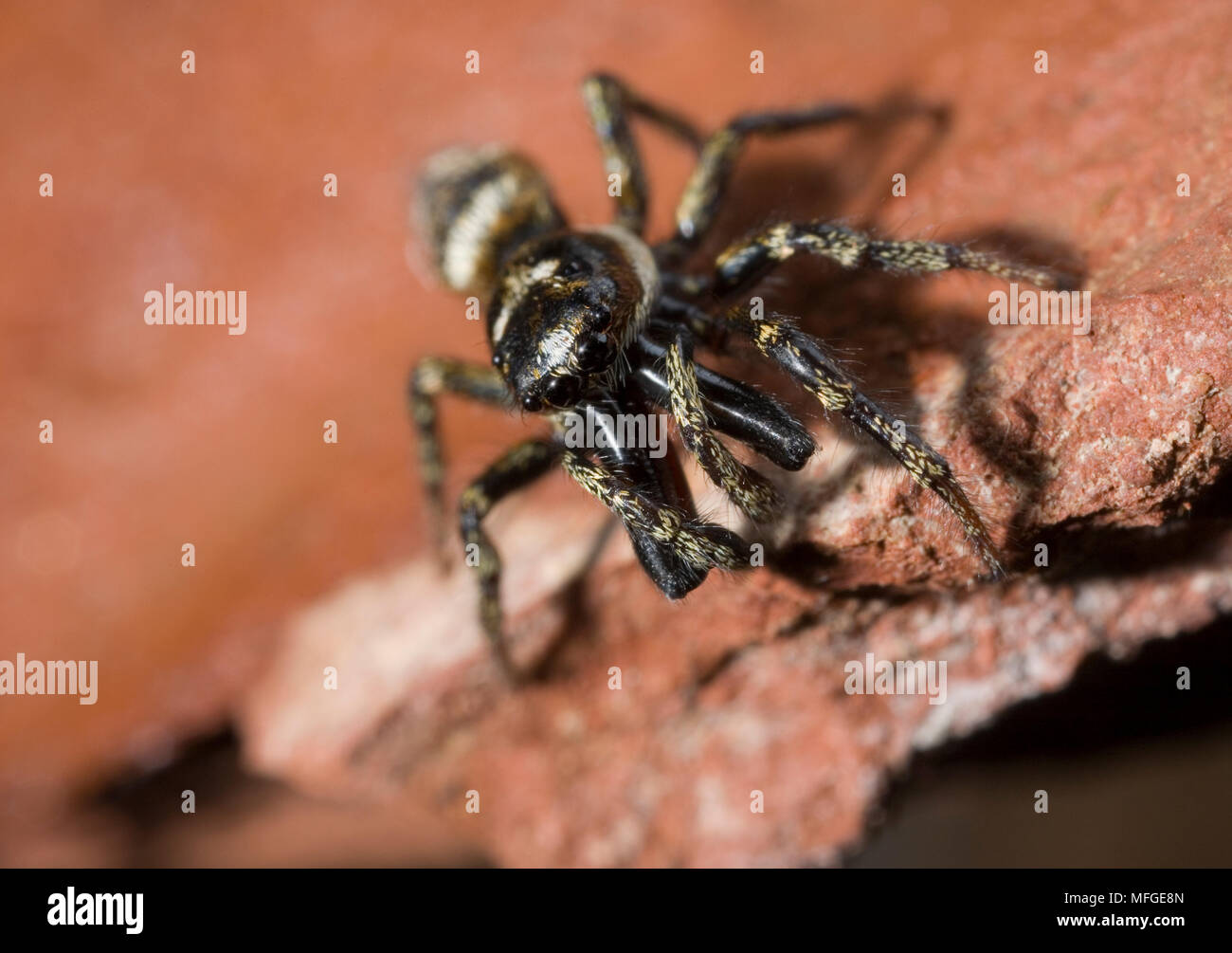 ZEBRA SPIDER (Salticus scenicus) male show enlarged chelicerae ...