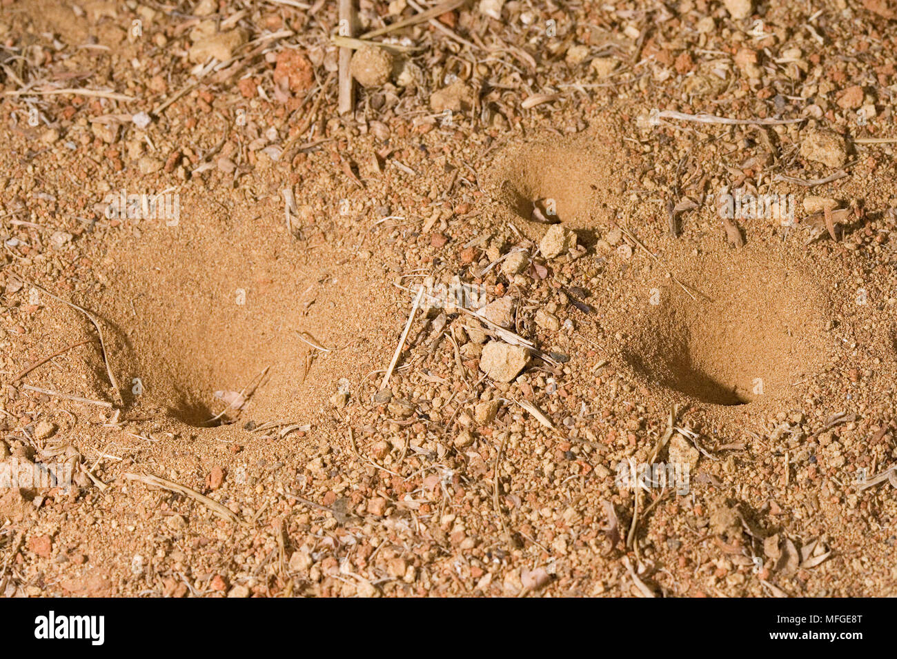 ANTLION PITS Costa Rica Stock Photo - Alamy
