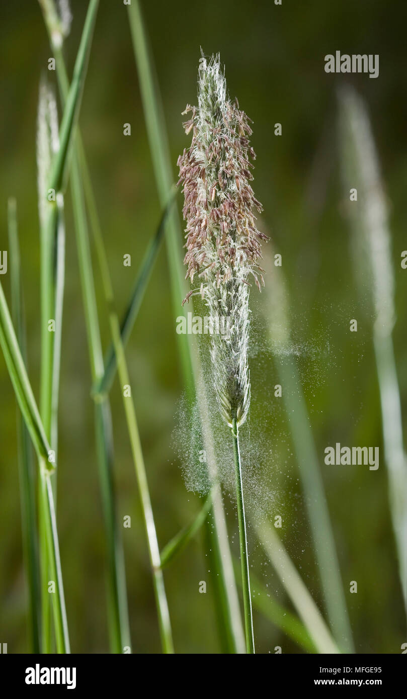 MEADOW FOXTAIL GRASS Alopecurus pratensis dispersing pollen Sussex, UK ...