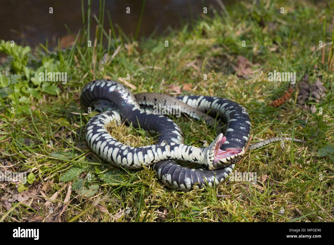 Shamming High Resolution Stock Photography and Images - Alamy