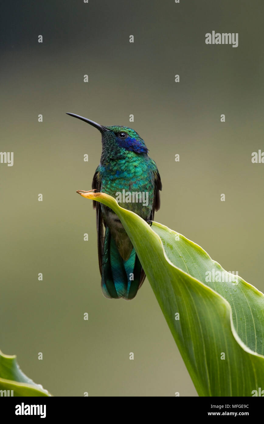 GREEN VIOLETEAR HUMMINGBIRD Colibri thalassinus Costa Rica Stock Photo ...