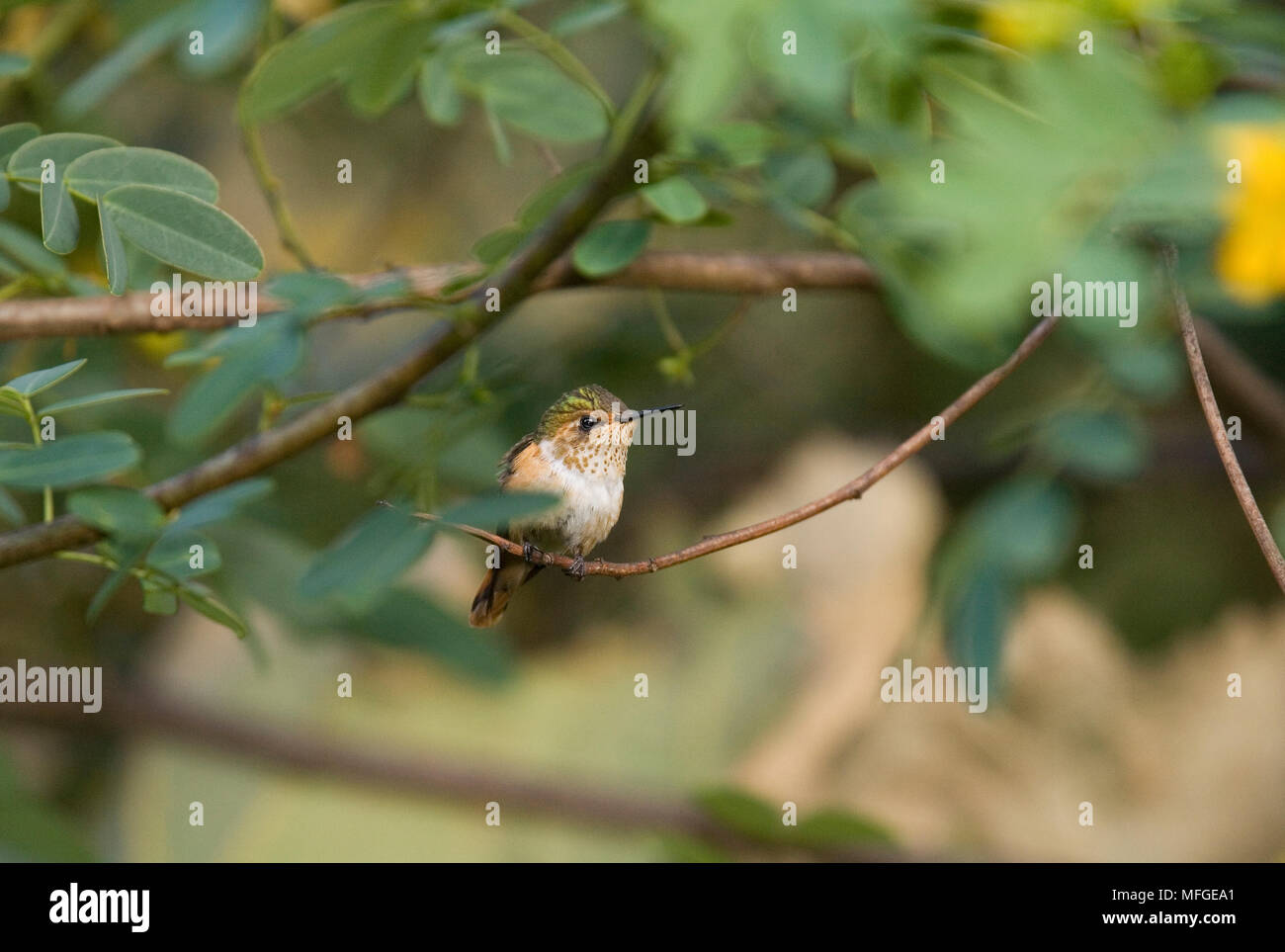 VOLCANO HUMMINGBIRD Selasphorus flammula Costa Rica Stock Photo - Alamy