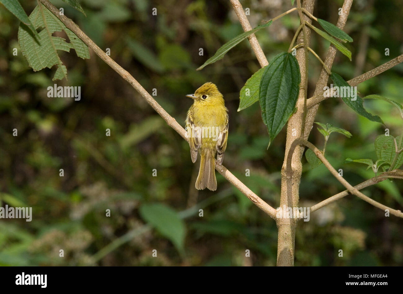 YELLOWISH FLYCATCHER Empidonax flaviscens Costa Rica Stock Photo - Alamy