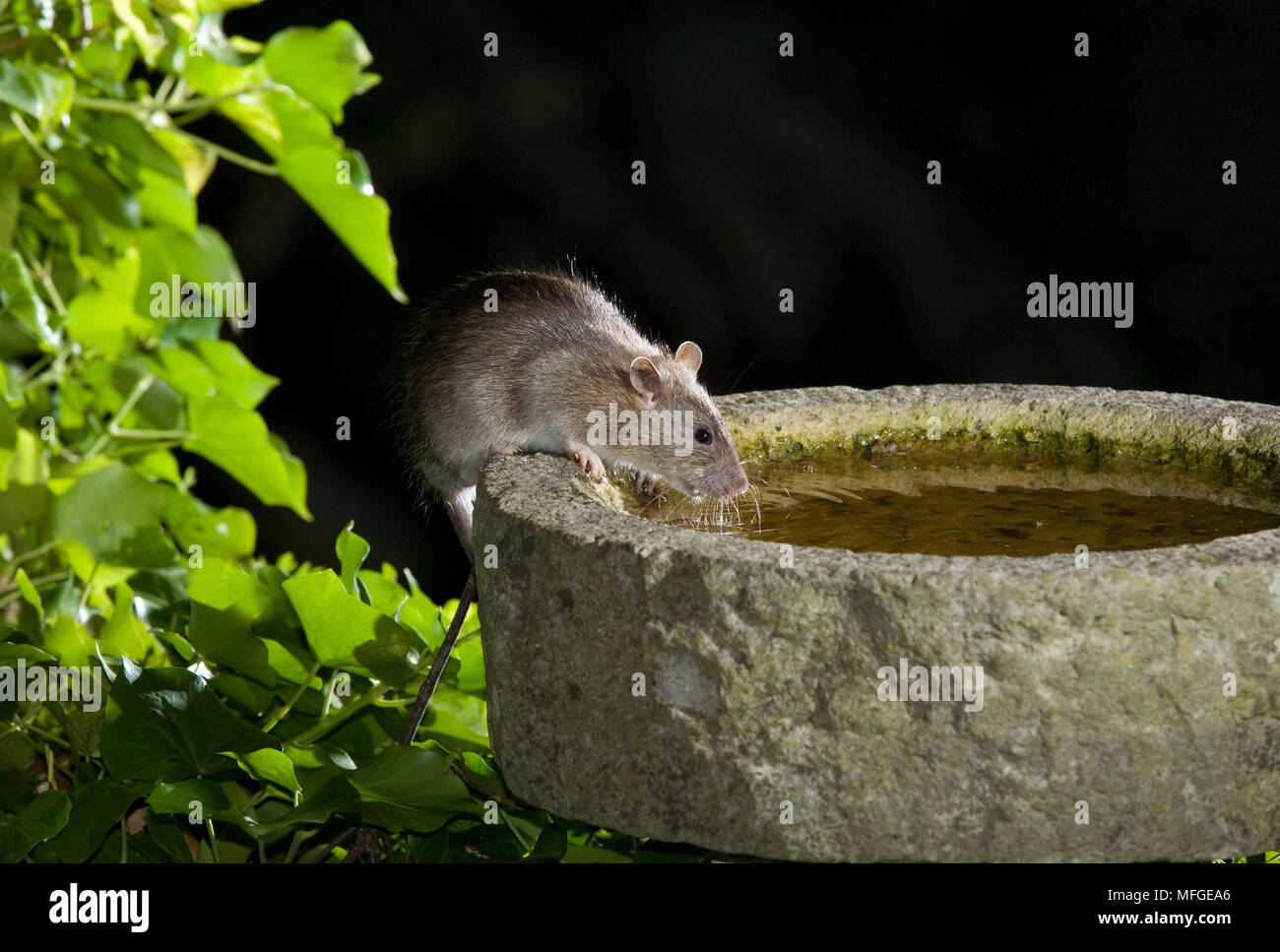 Rats Having A Bath