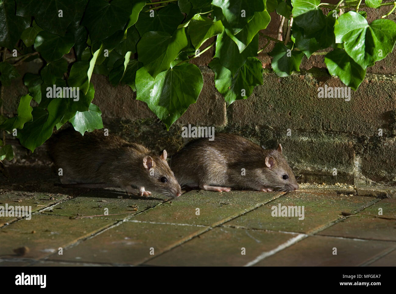 BROWN RATS Rattus norvegicus in garden patio at night Sussex, UK Stock ...