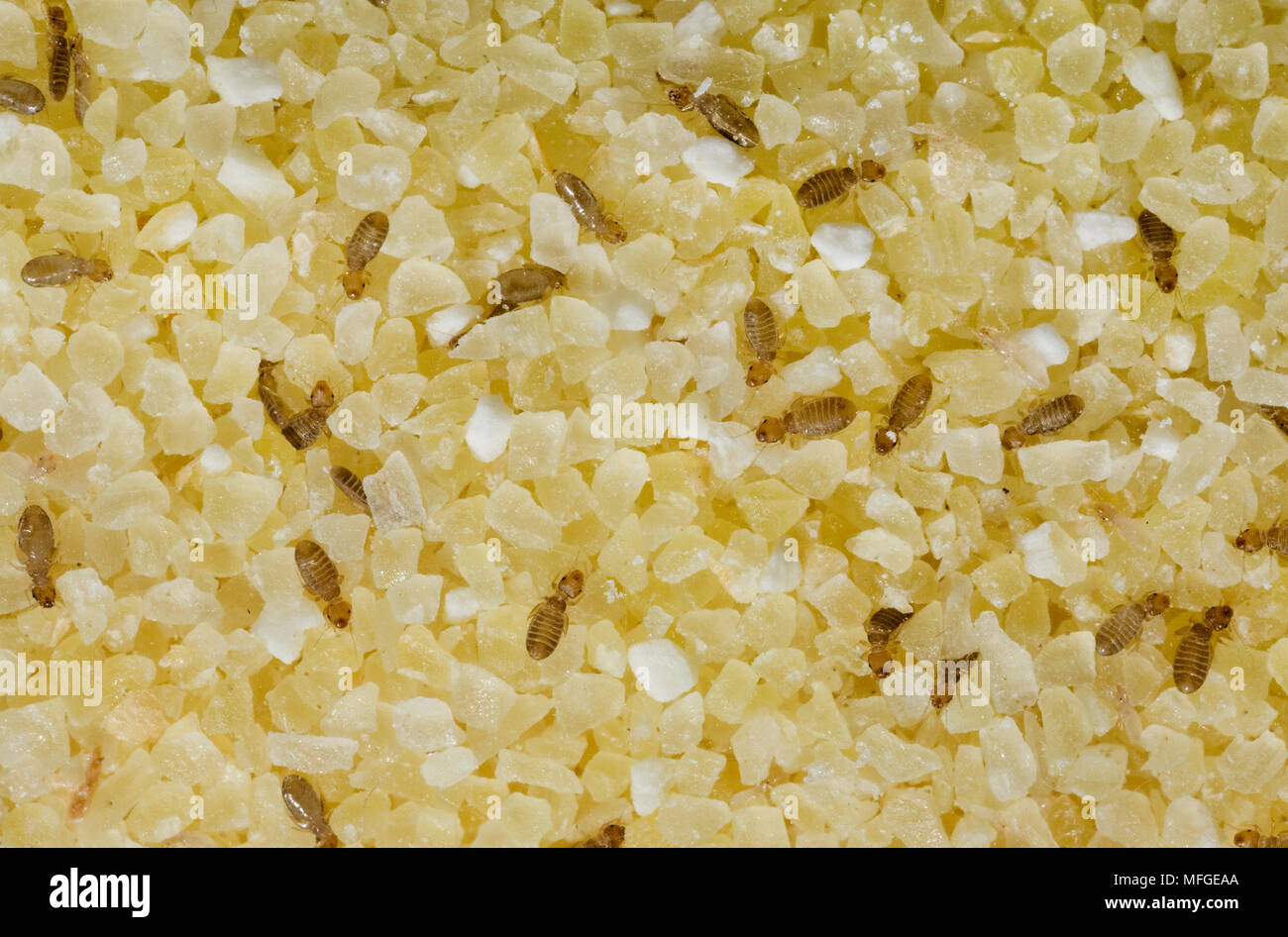 LICE in semolina Psocoptera sp often found in kitchens where they feed ...