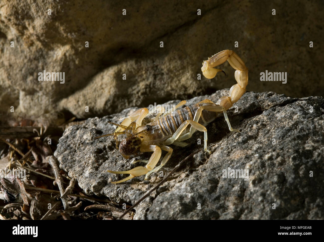 Spanish scorpion hi-res stock photography and images - Alamy
