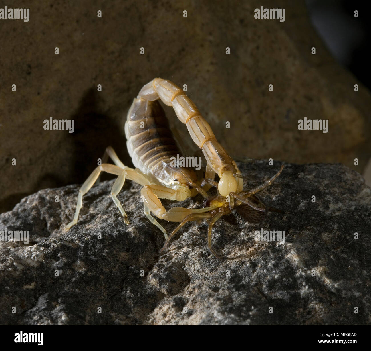 SPANISH SCORPION Buthus occitanus stinging spider Stock Photo - Alamy