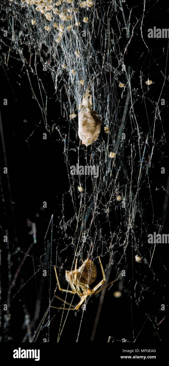 American house spider hi-res stock photography and images - Alamy