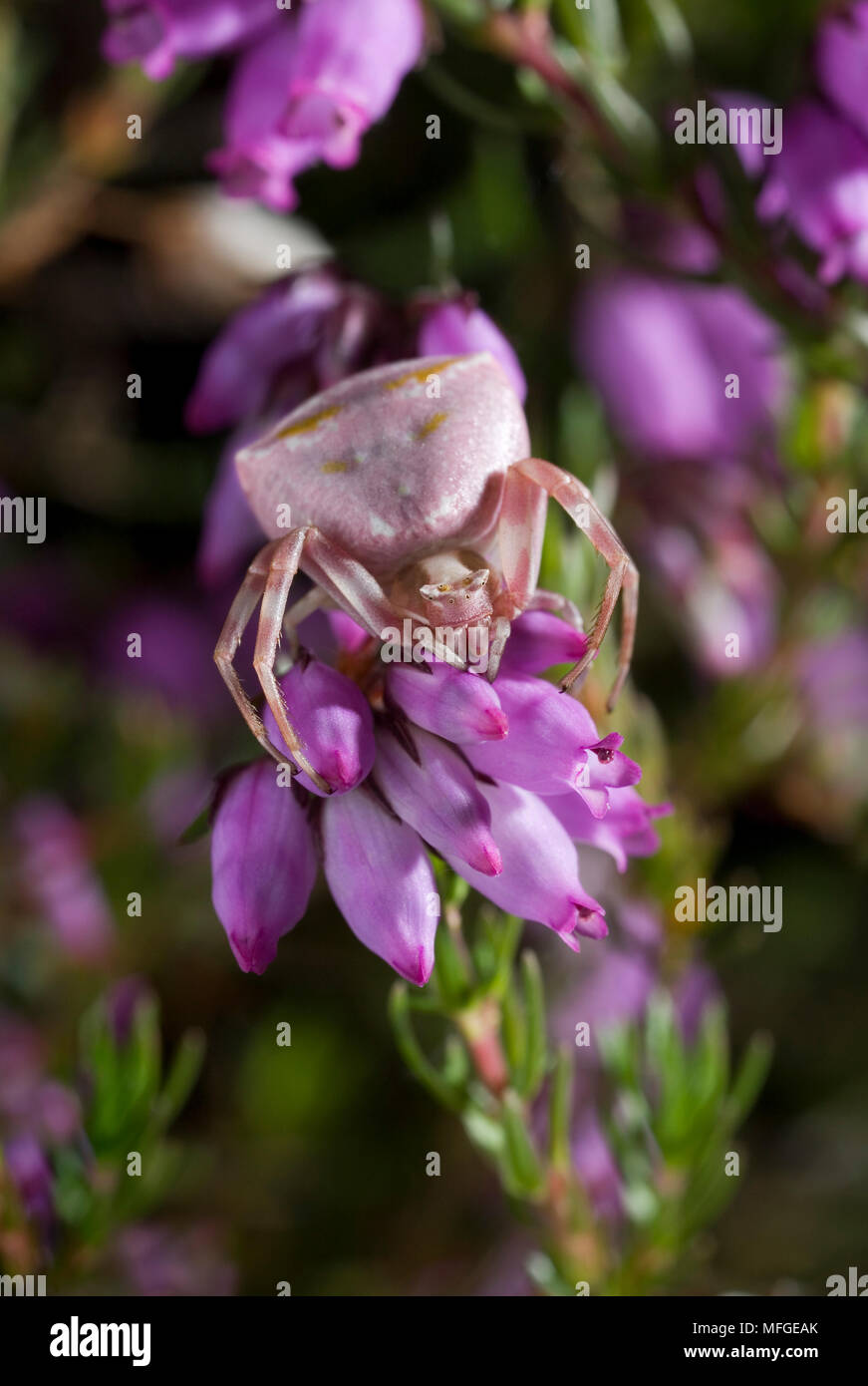 CRAB SPIDER (Thomisus onustus) THOMISIDAE Stock Photo - Alamy