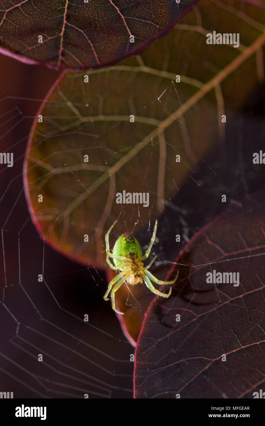 CUCUMBER SPIDER (Araniella cucurbitina) in its web ARANEIDAE Stock ...