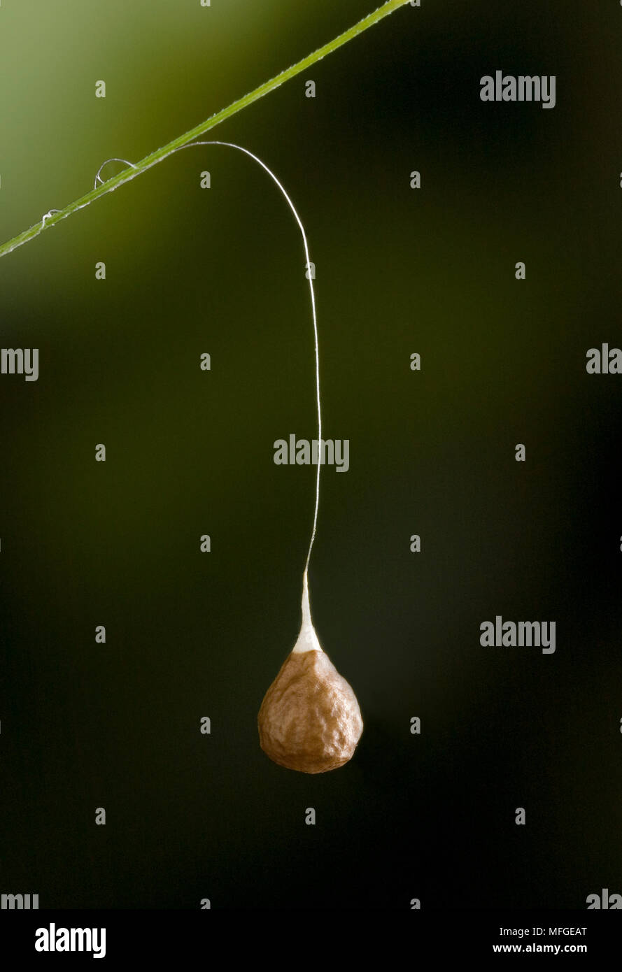 Theridiosoma gemmosum hi-res stock photography and images - Alamy