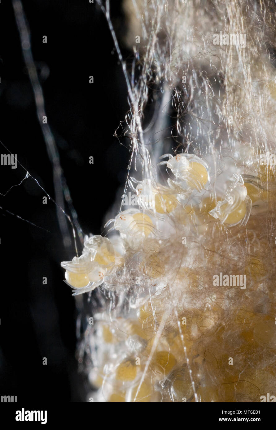 Achaearanea hi-res stock photography and images - Alamy