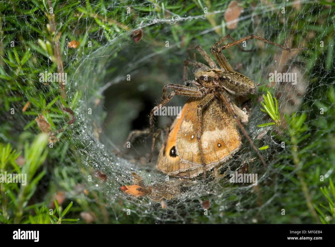 LABYRINTH SPIDER (Agelena labyrinthica) dragging prey back to lair ...