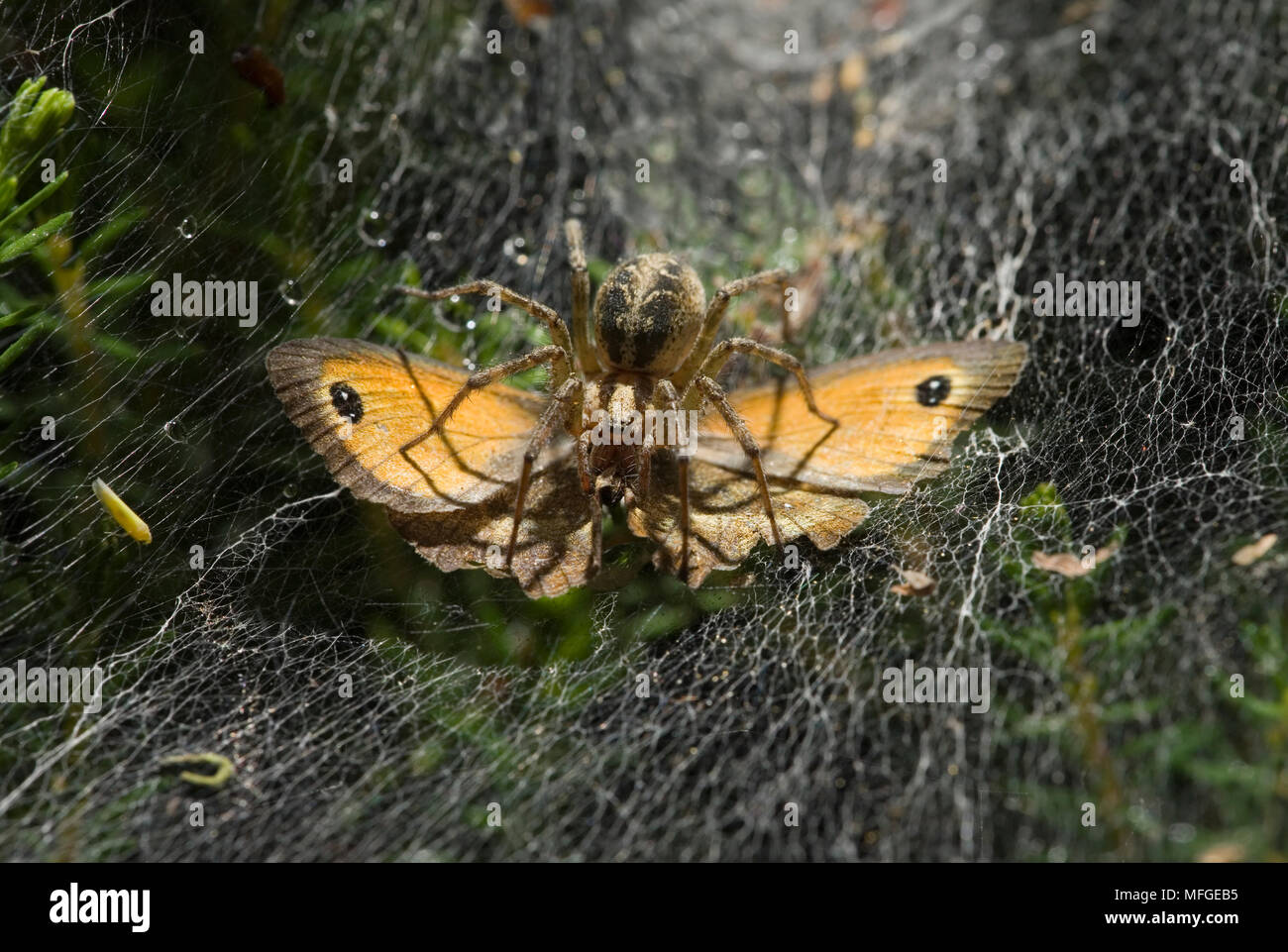 Labyrinth spider a labyrinthica 630 hi-res stock photography and images ...