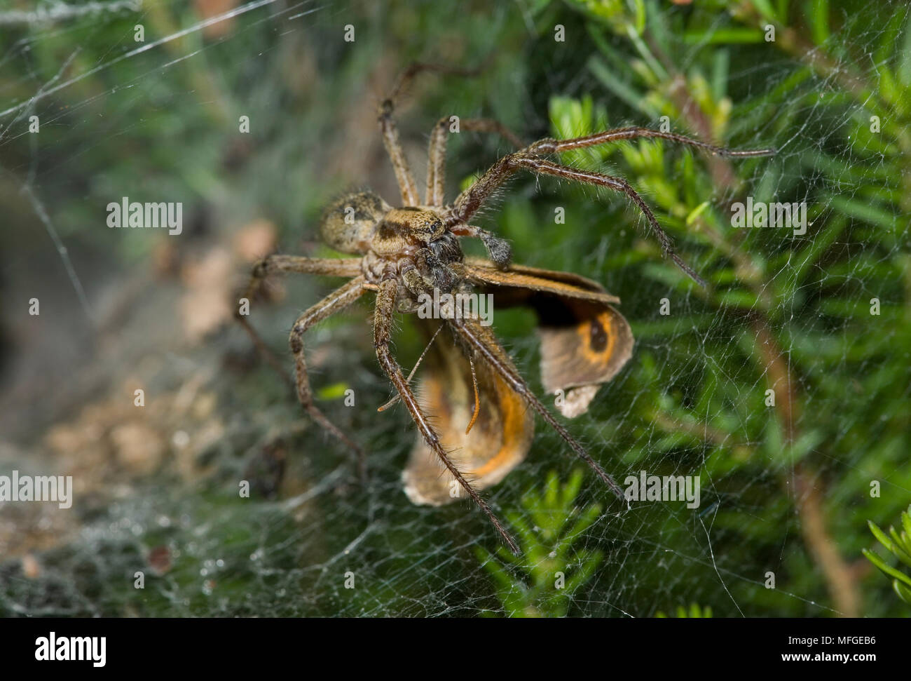 Labyrinth spider a labyrinthica 630 hi-res stock photography and images ...