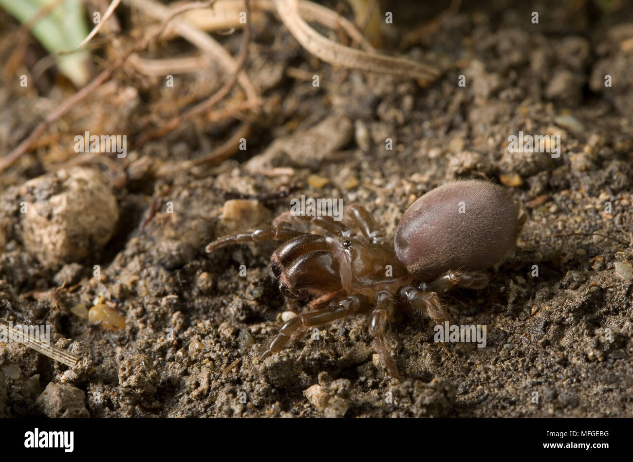 Purseweb spider atypus 992 hi-res stock photography and images - Alamy
