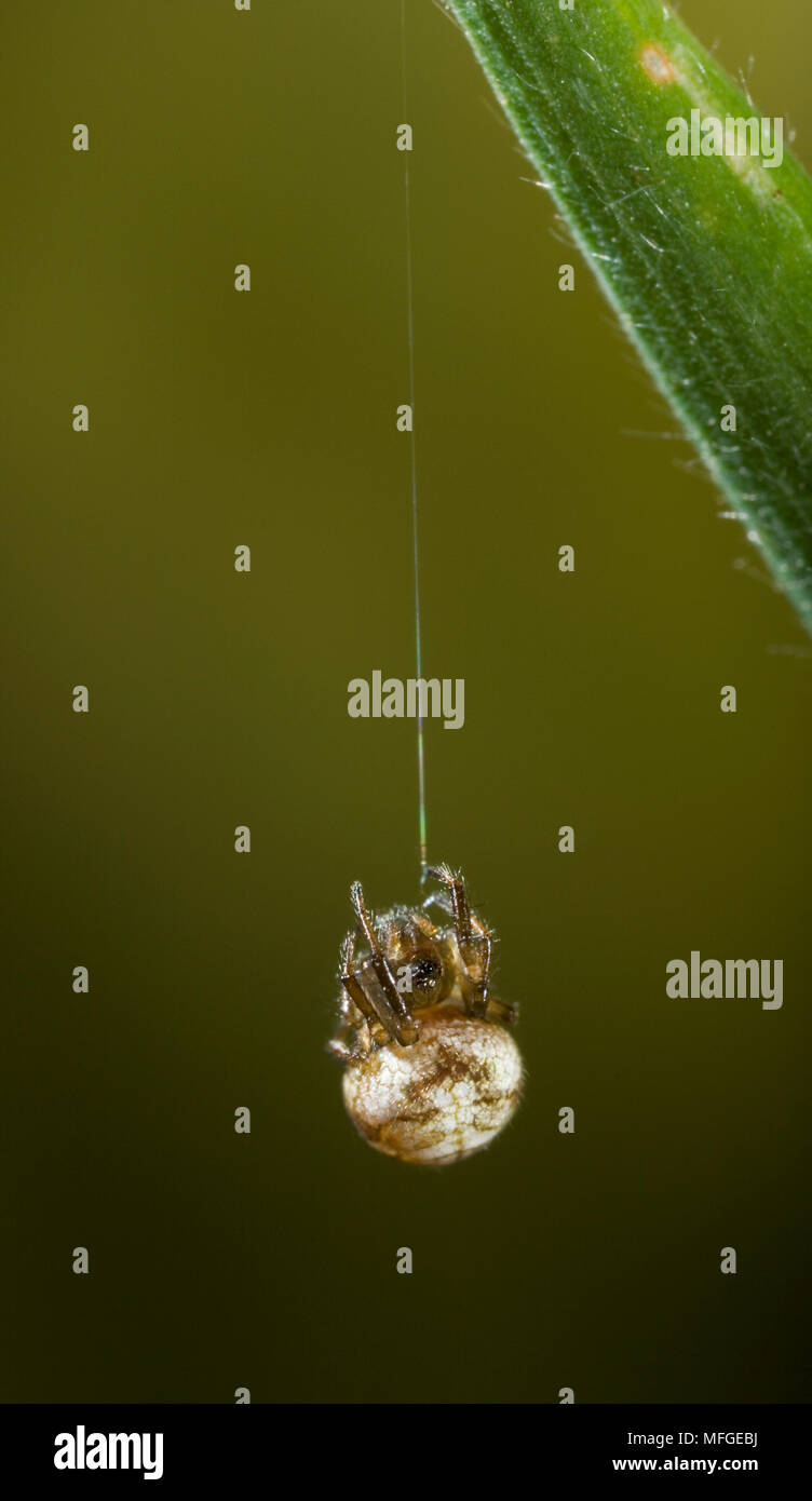 Theridiosoma gemmosum hi-res stock photography and images - Alamy